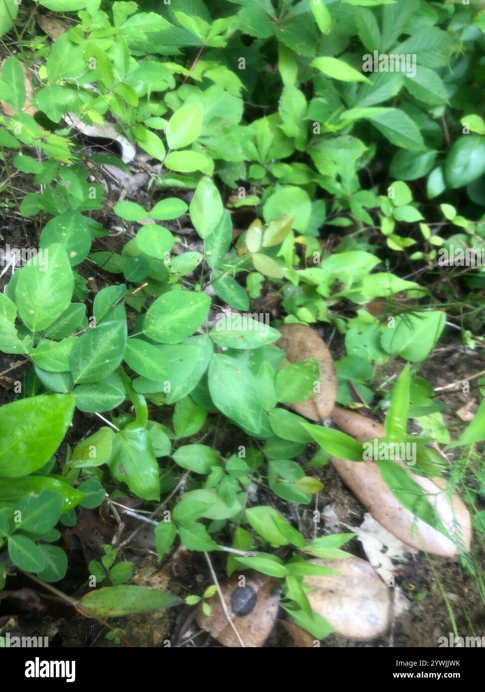 perplexed tick-trefoil (Desmodium perplexum Stock Photo - Alamy