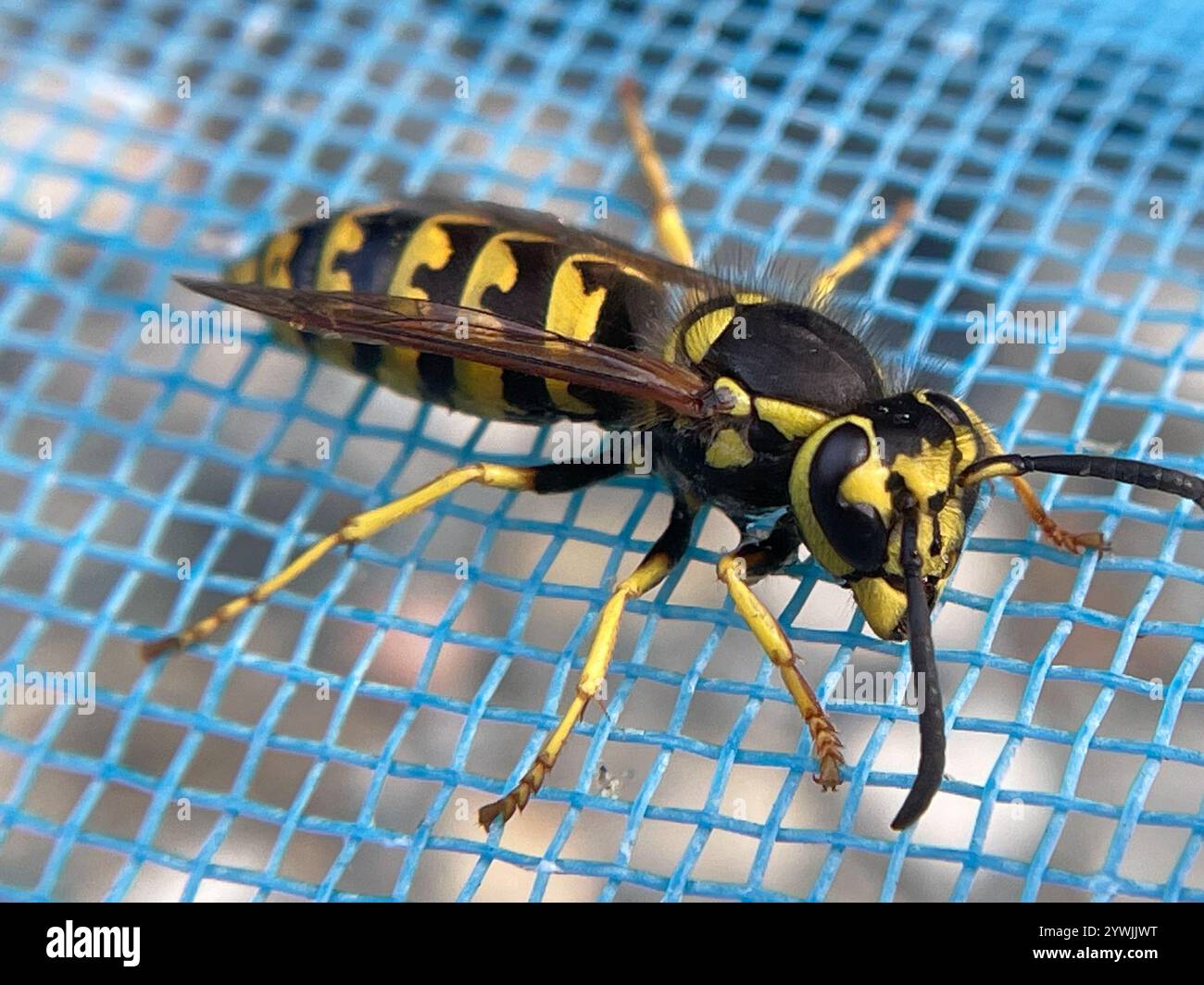Western Yellowjacket (Vespula pensylvanica Stock Photo - Alamy