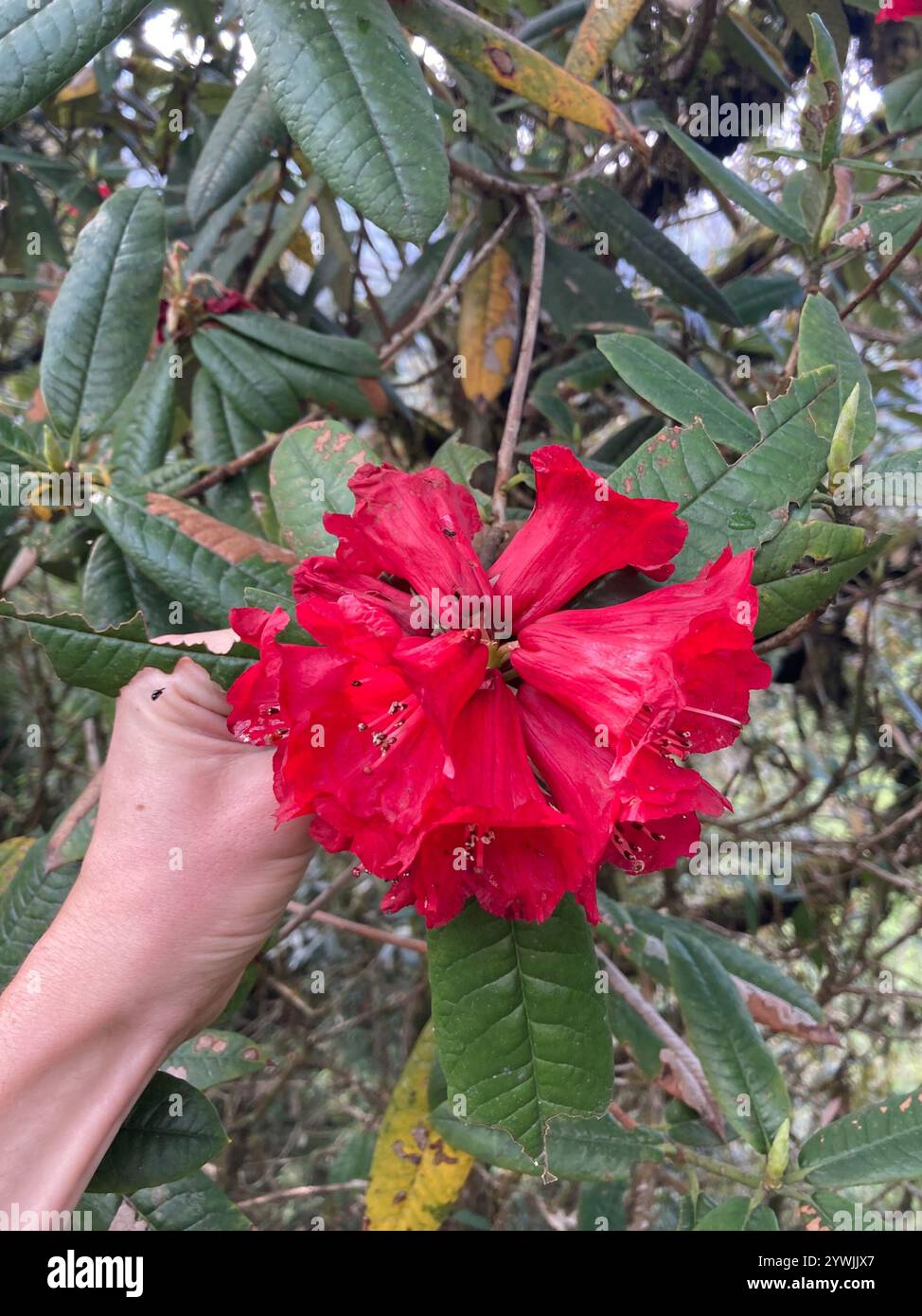 Tree Rhododendron (Rhododendron arboreum Stock Photo - Alamy