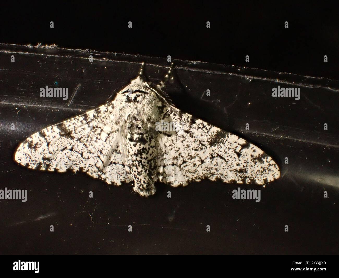 Peppered Moth (Biston betularia Stock Photo - Alamy