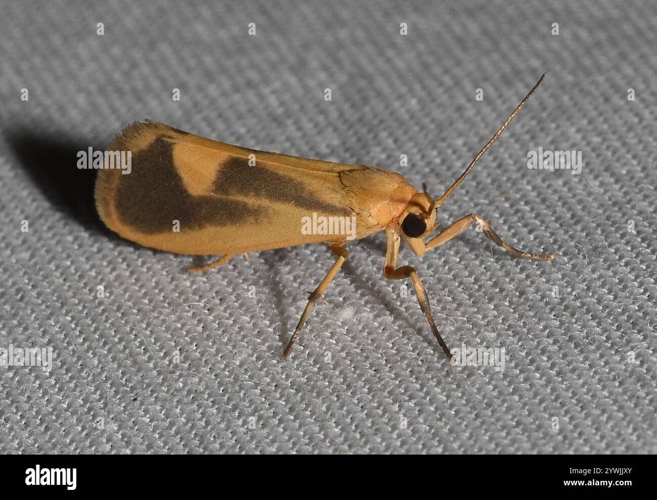 Lead-colored Lichen Moth (Cisthene plumbea Stock Photo - Alamy