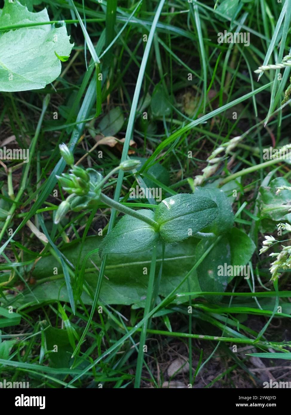Common mouse-ear chickweed (Cerastium holosteoides Stock Photo - Alamy