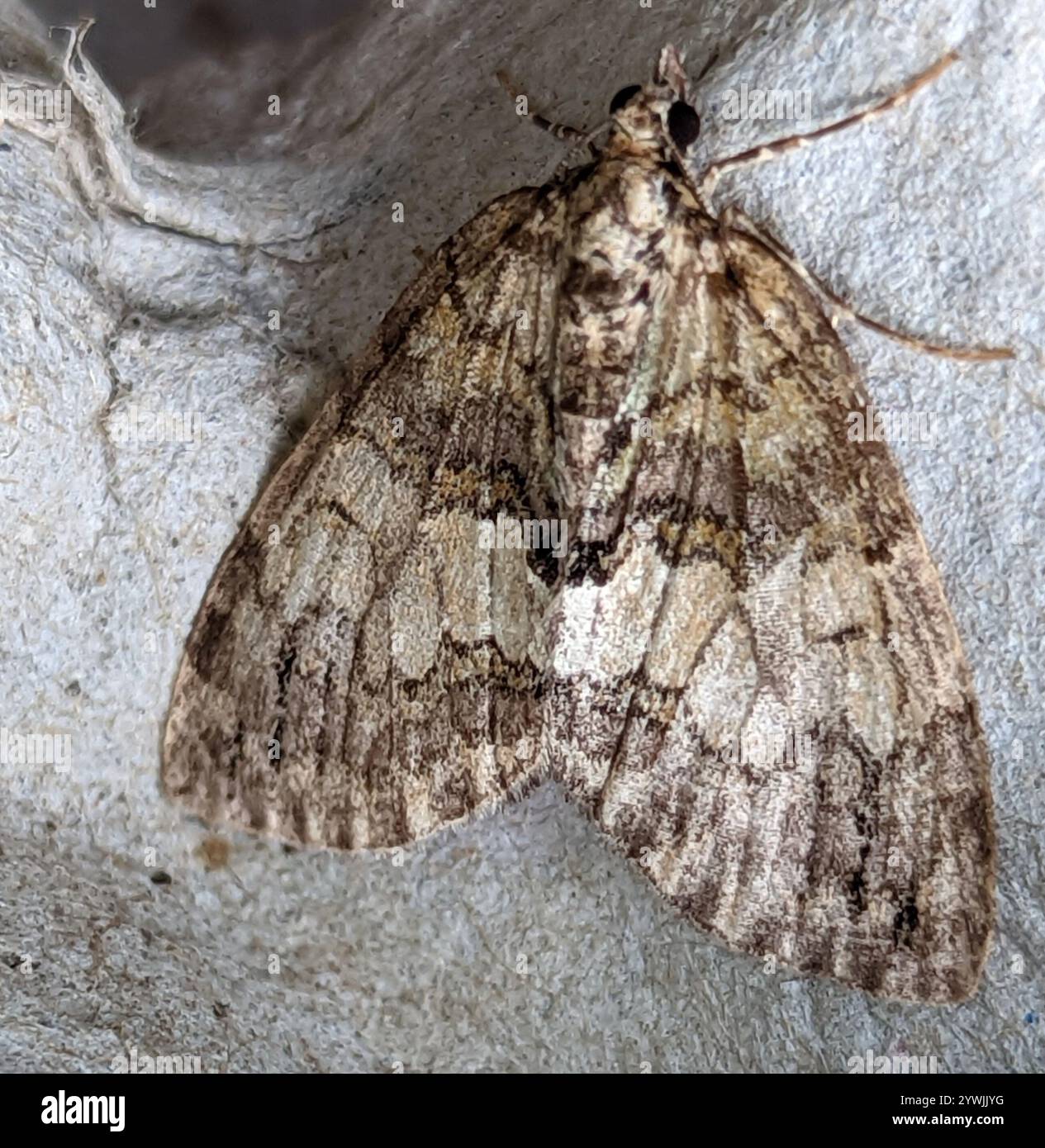 May Highflyer (Hydriomena impluviata Stock Photo - Alamy