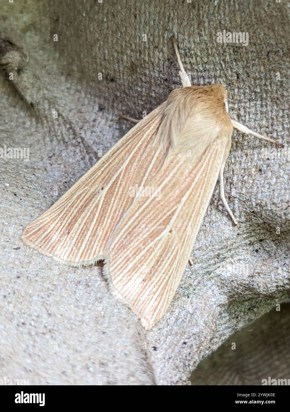 Common Wainscot (Mythimna pallens Stock Photo - Alamy