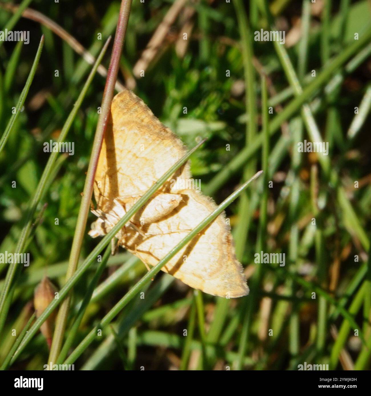 Yellow Shell Moth (Camptogramma bilineata Stock Photo - Alamy