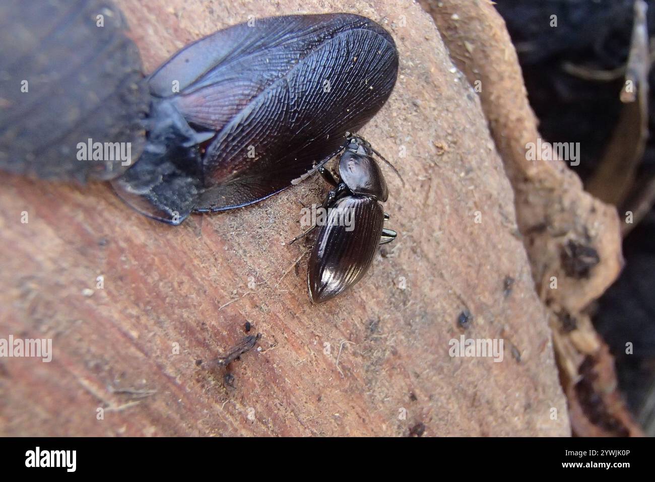 Laxta hi-res stock photography and images - Alamy