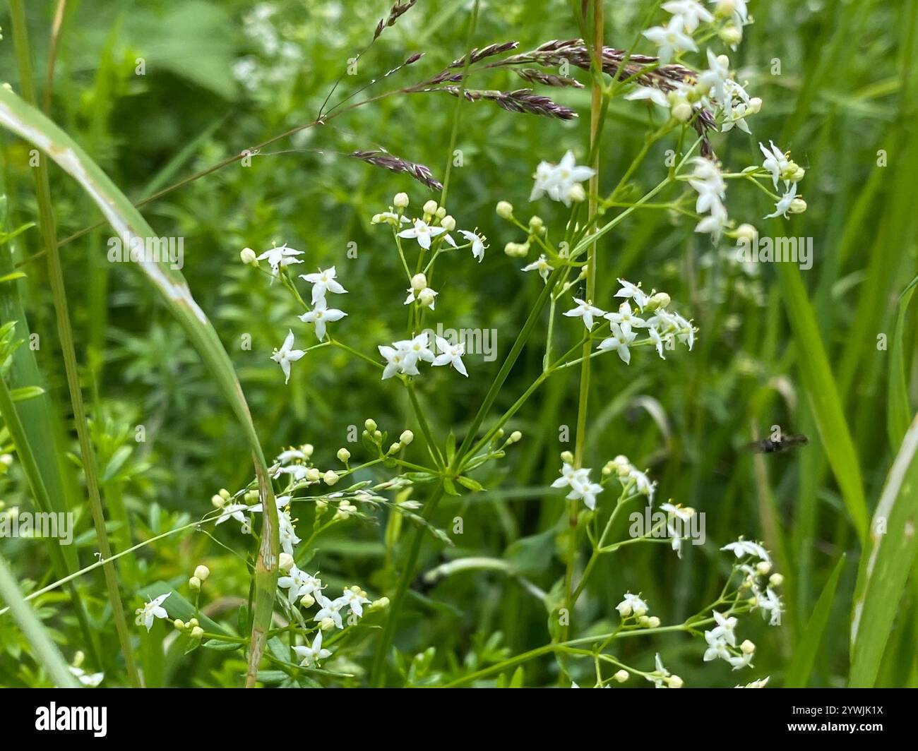 white bedstraw (Galium album Stock Photo - Alamy