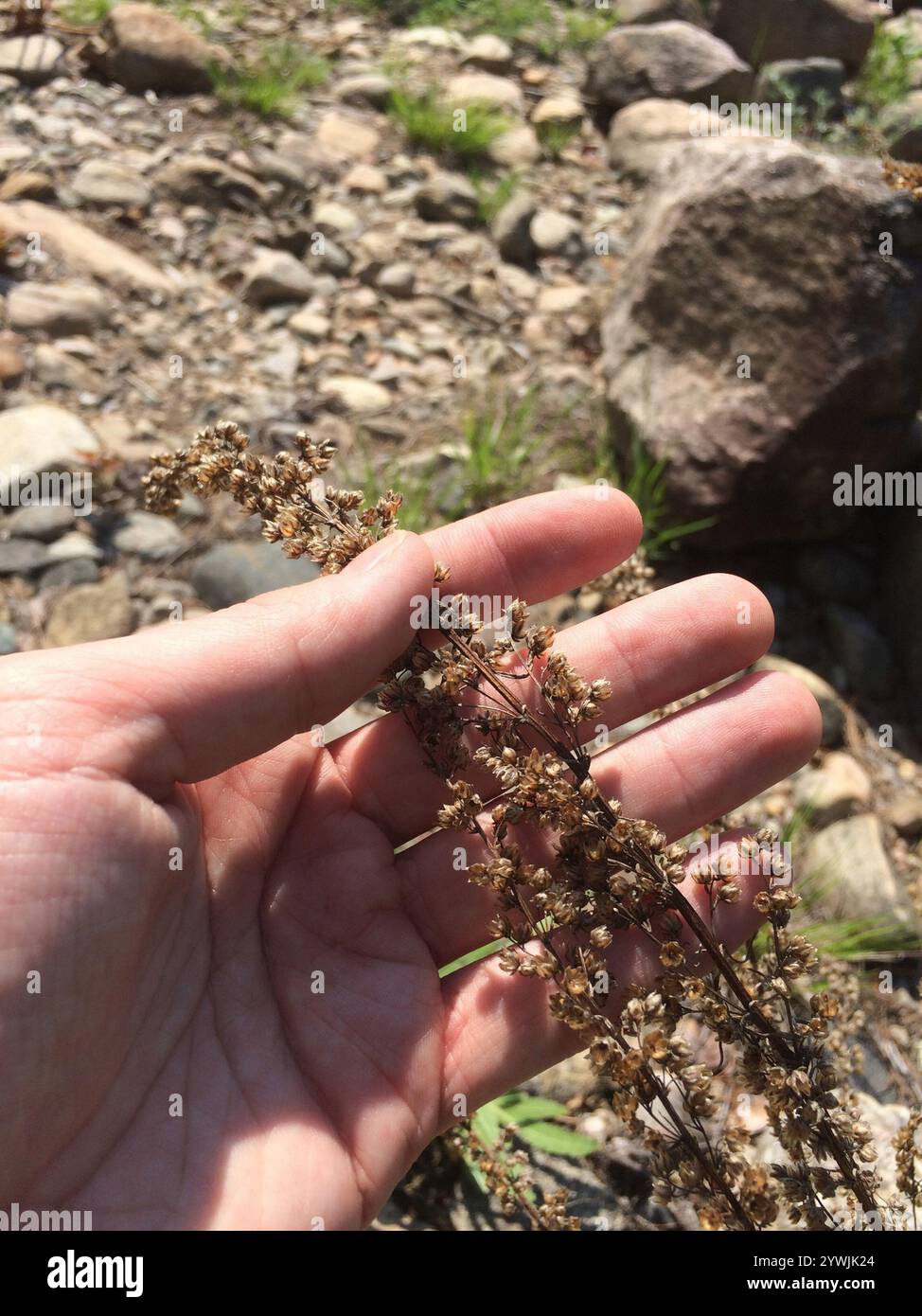 Field Sagewort (Artemisia campestris Stock Photo - Alamy