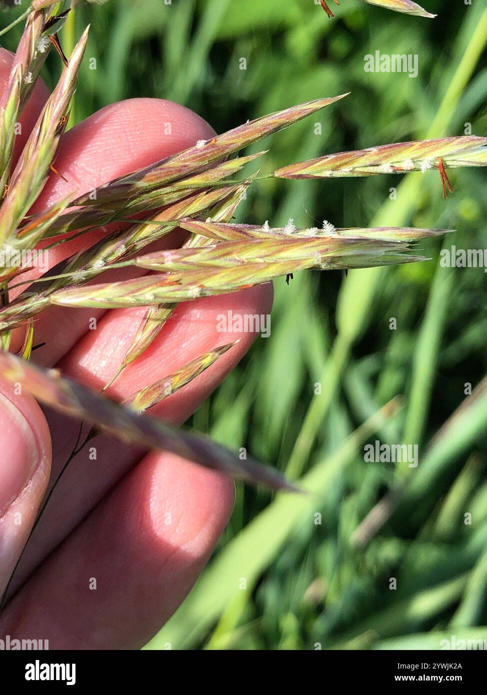 Smooth Brome (Bromus inermis Stock Photo - Alamy