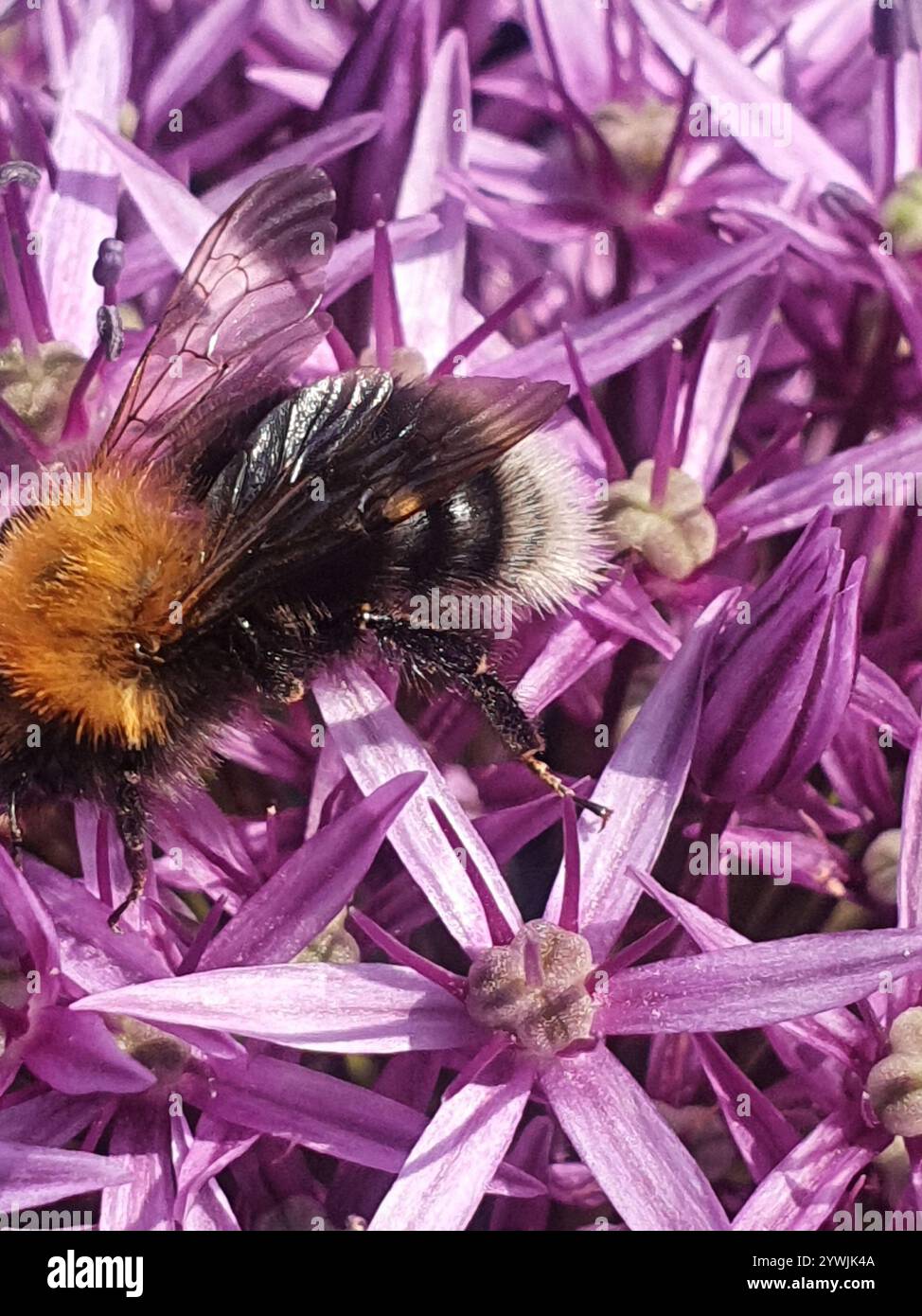 Tree Bumble Bee (Bombus hypnorum Stock Photo - Alamy