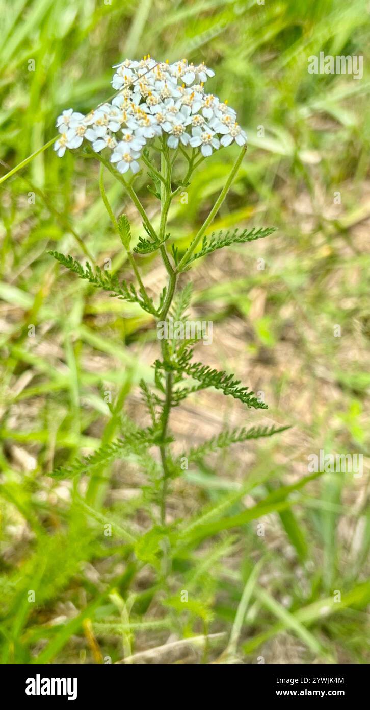 common yarrow (Achillea millefolium Stock Photo - Alamy