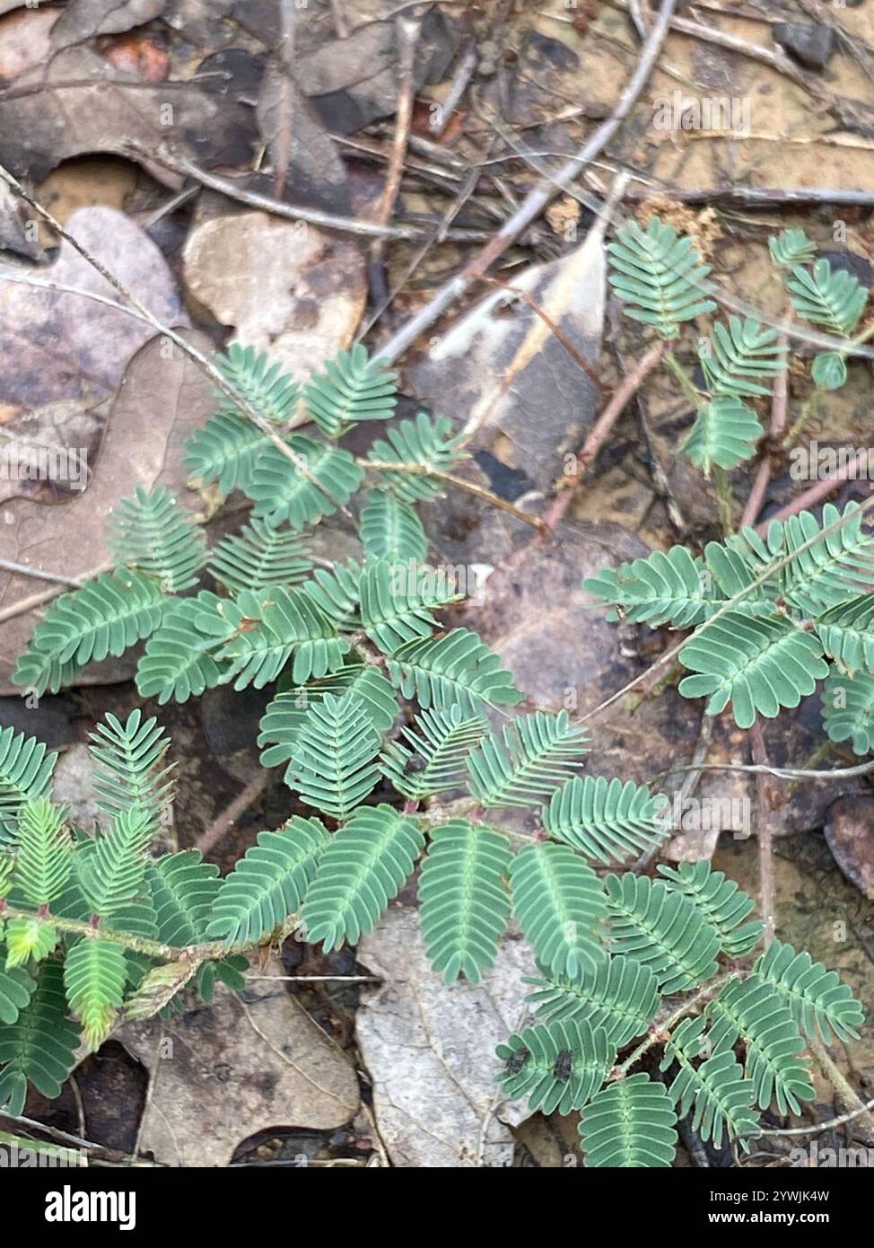 Yellow Puff (Neptunia lutea Stock Photo - Alamy