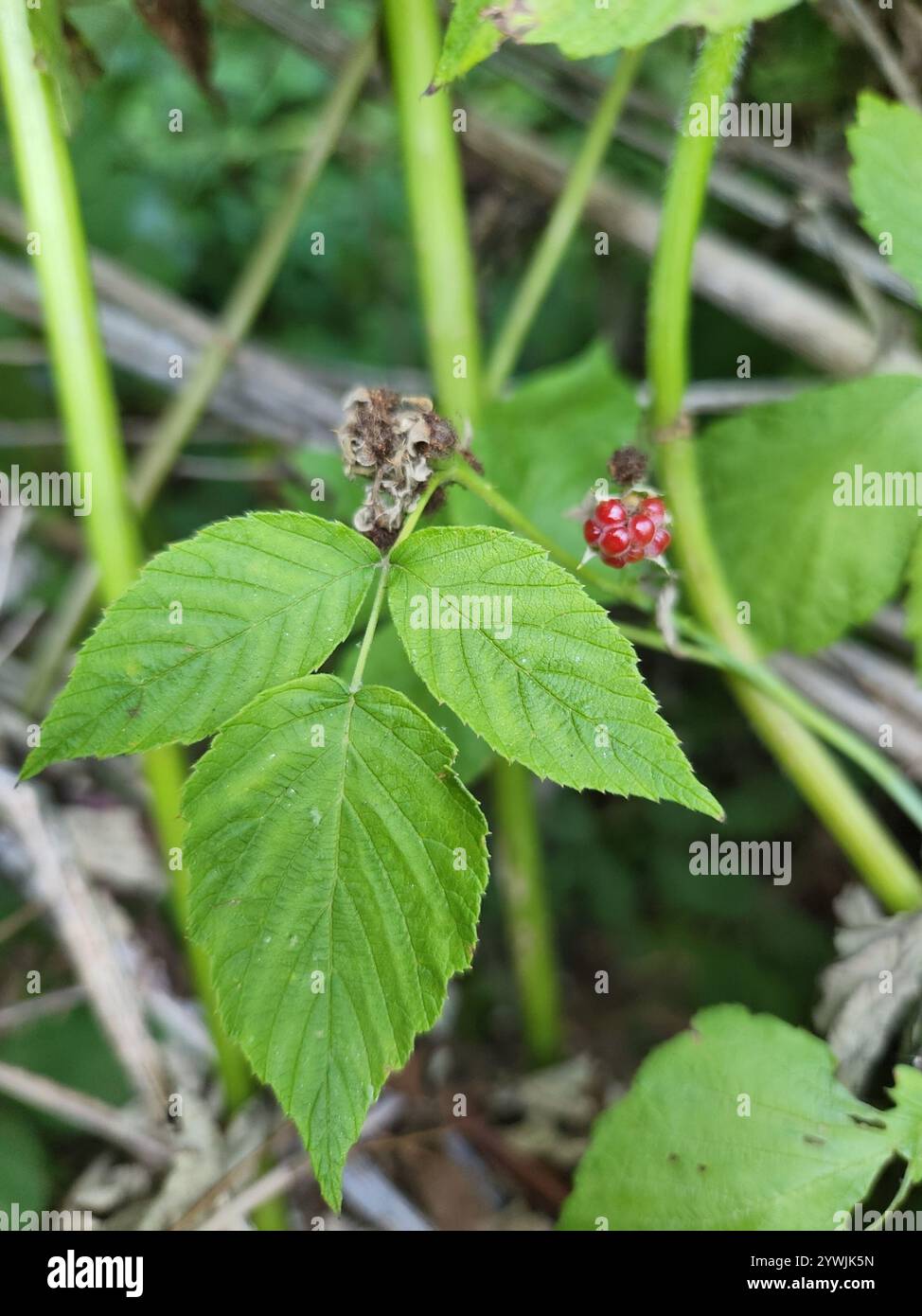 black raspberry (Rubus occidentalis Stock Photo - Alamy