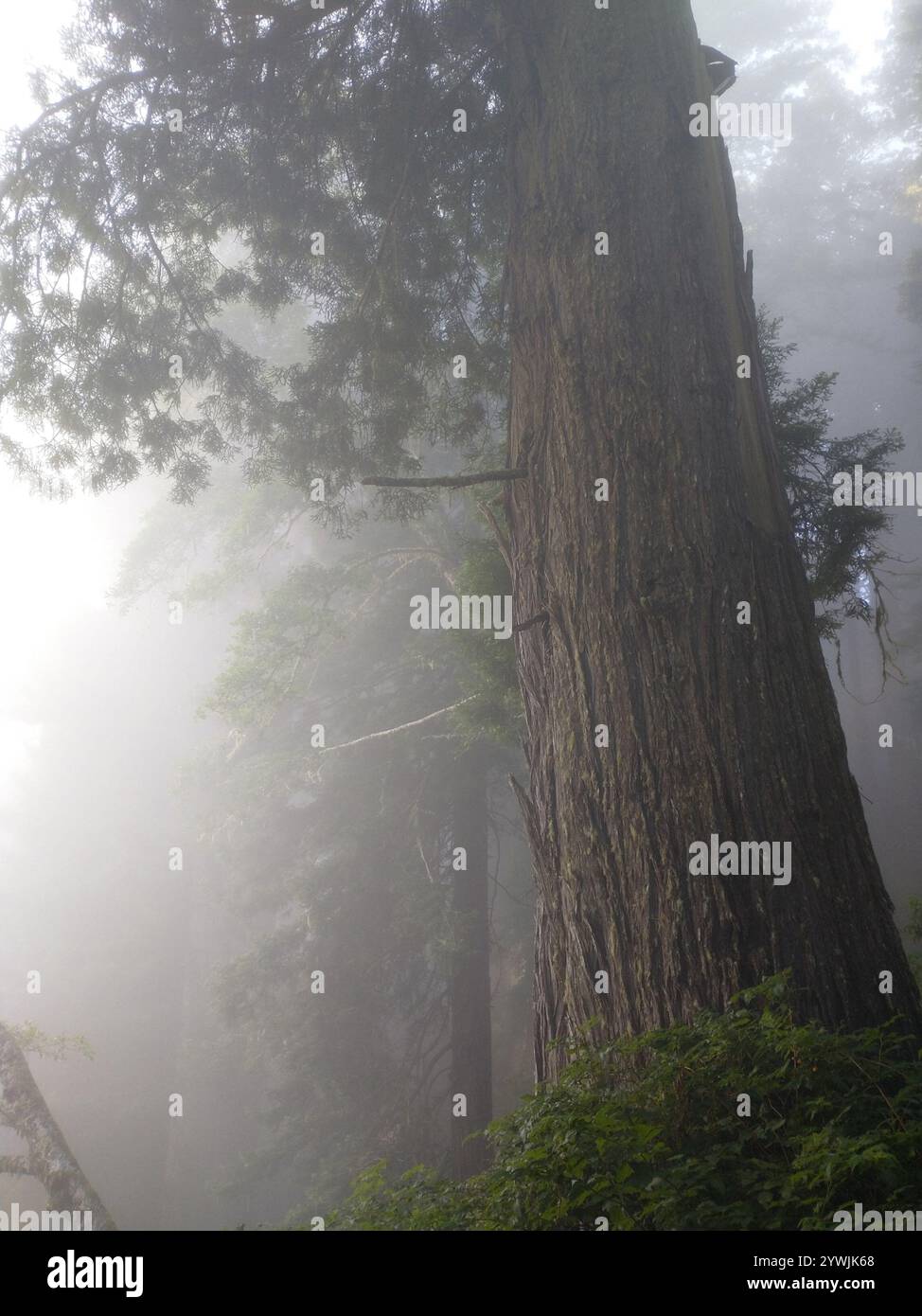 coast redwood (Sequoia sempervirens Stock Photo - Alamy