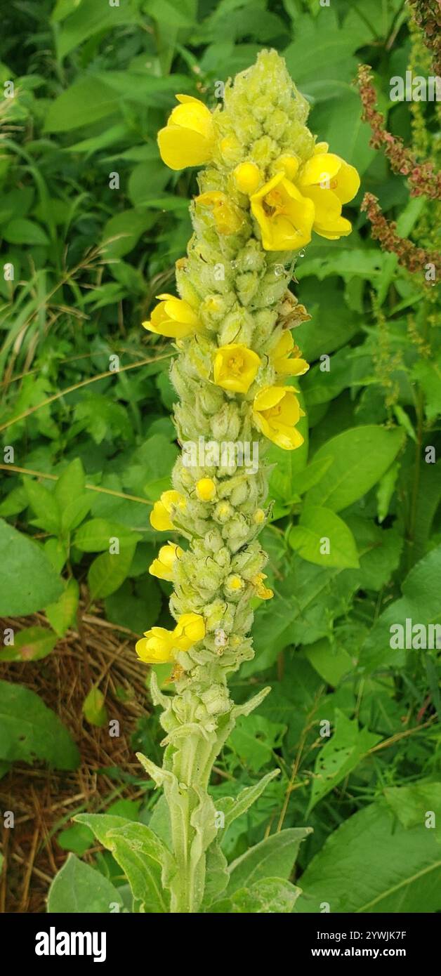 great mullein (Verbascum thapsus Stock Photo - Alamy
