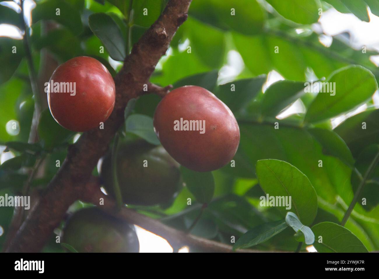 red mombin (Spondias purpurea Stock Photo - Alamy