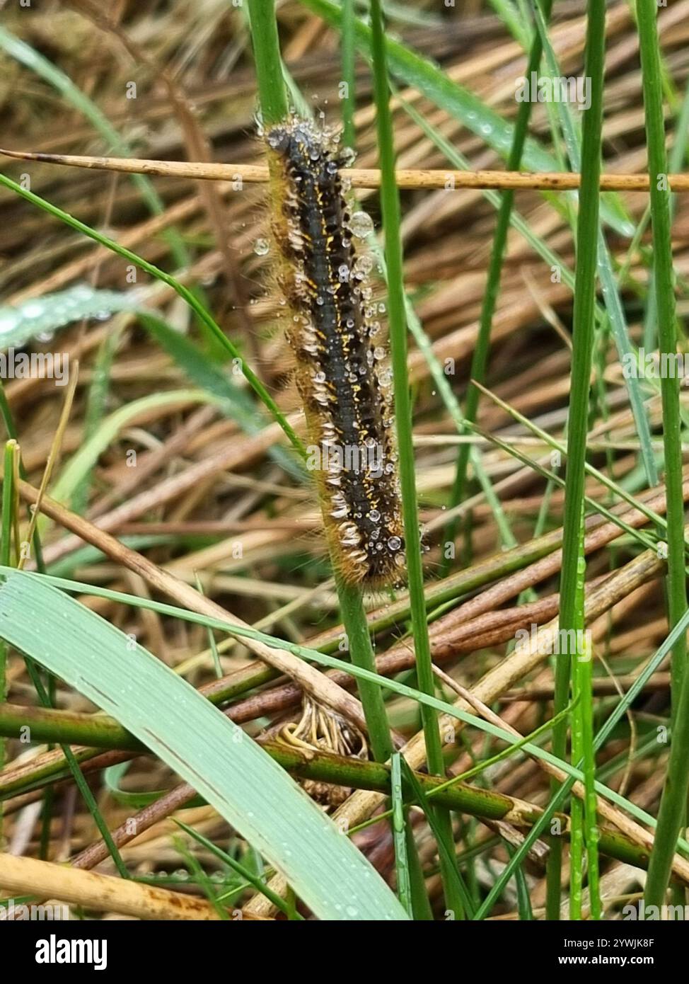 Drinker Moth (Euthrix potatoria Stock Photo - Alamy
