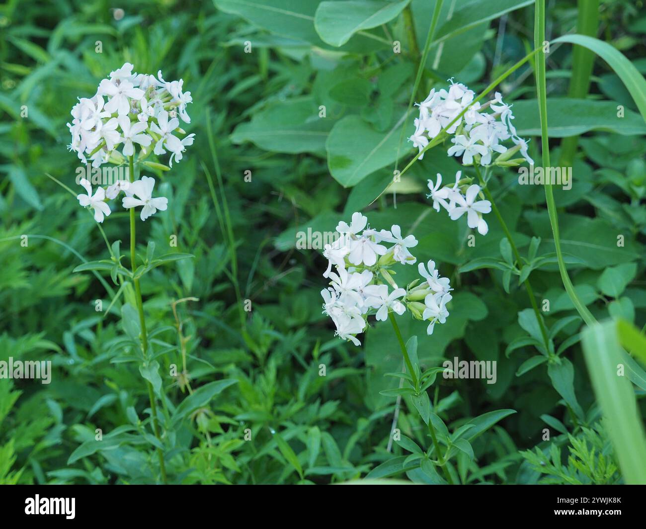 common soapwort (Saponaria officinalis Stock Photo - Alamy