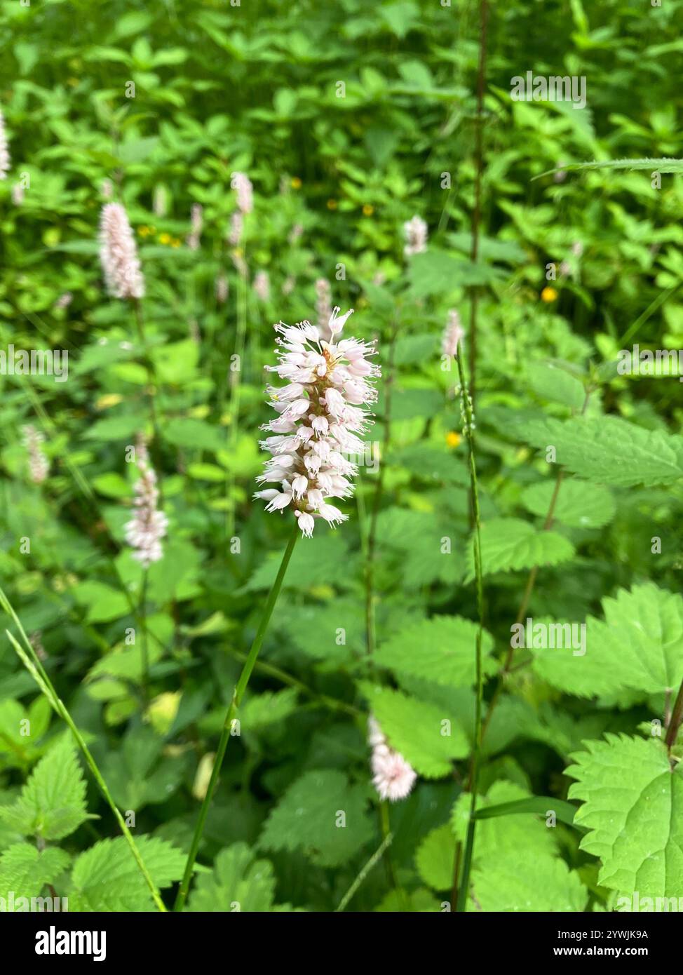 common bistort (Bistorta officinalis Stock Photo - Alamy