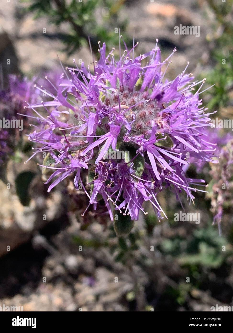 Coyote Mint (Monardella villosa Stock Photo - Alamy
