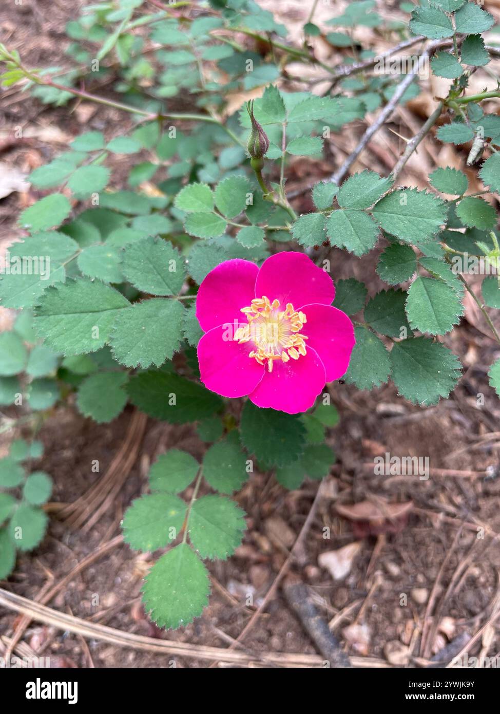 Dwarf rose hi-res stock photography and images - Alamy