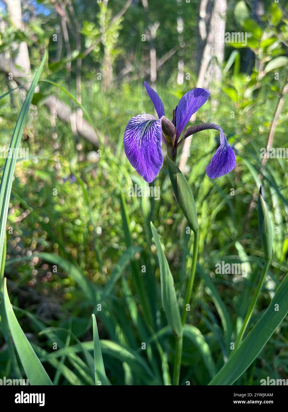 northern blue flag (Iris versicolor Stock Photo - Alamy