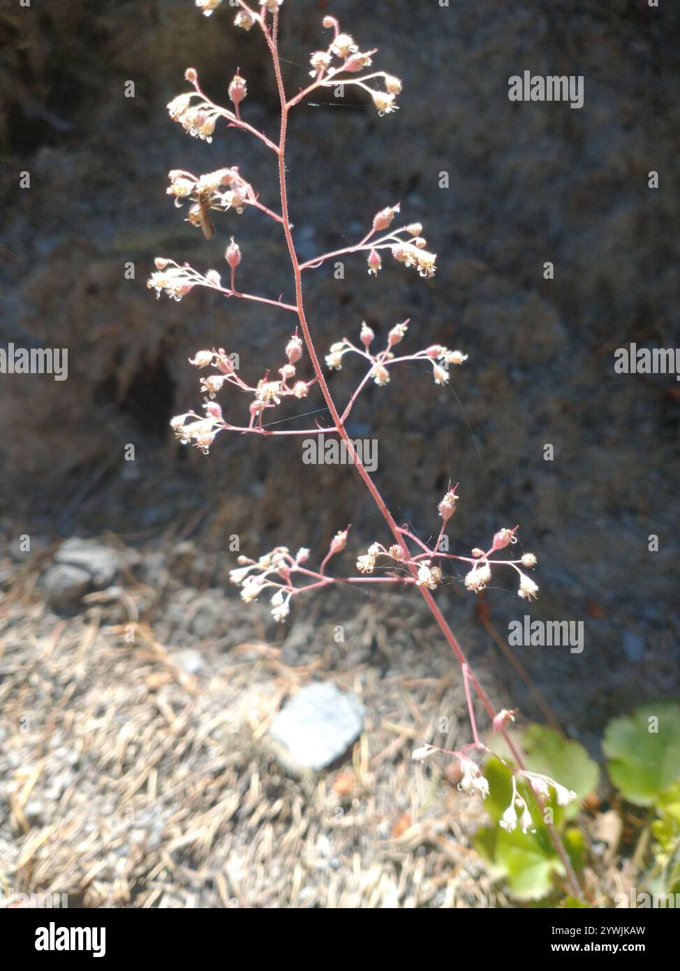 crevice alumroot (Heuchera micrantha Stock Photo - Alamy