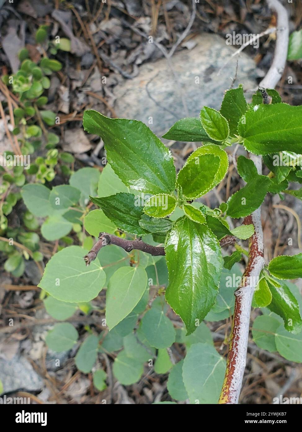 Snowbrush Ceanothus (Ceanothus velutinus Stock Photo - Alamy