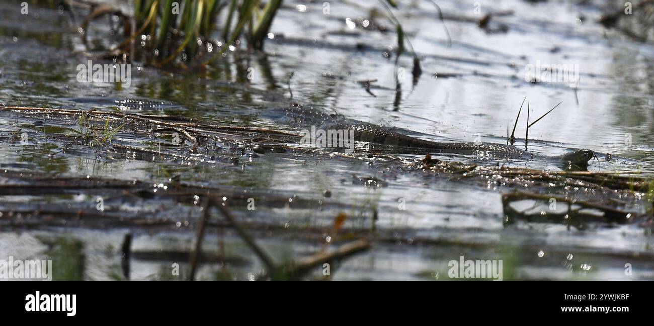 Common Watersnake (Nerodia sipedon Stock Photo - Alamy
