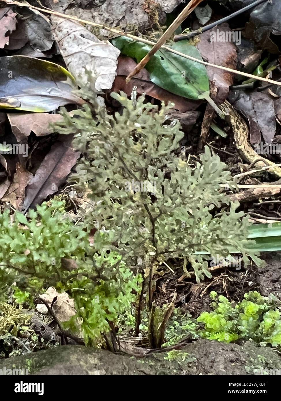 Wavy Filmy Fern (Hymenophyllum flexuosum Stock Photo - Alamy