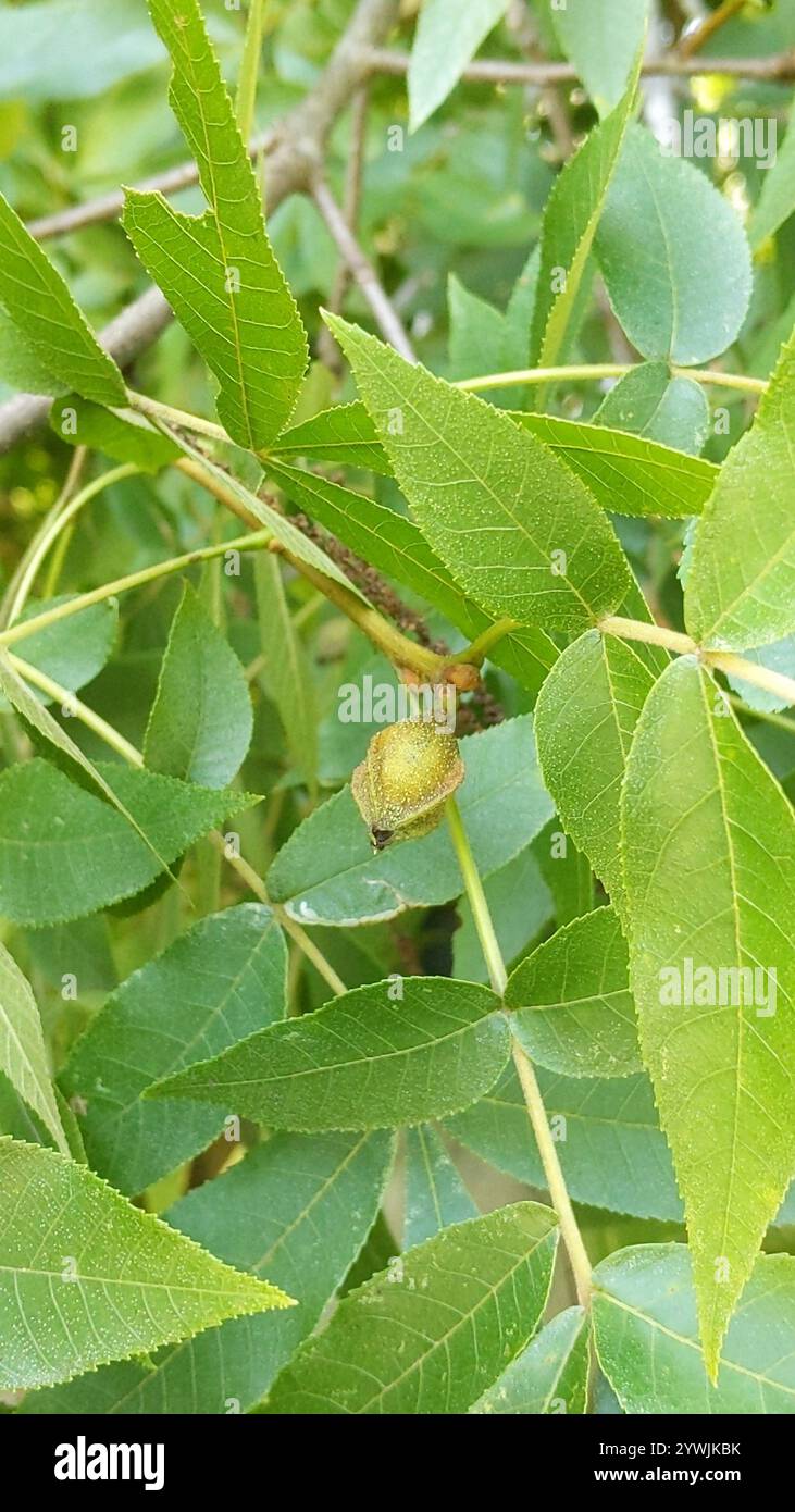 bitternut hickory (Carya cordiformis Stock Photo - Alamy
