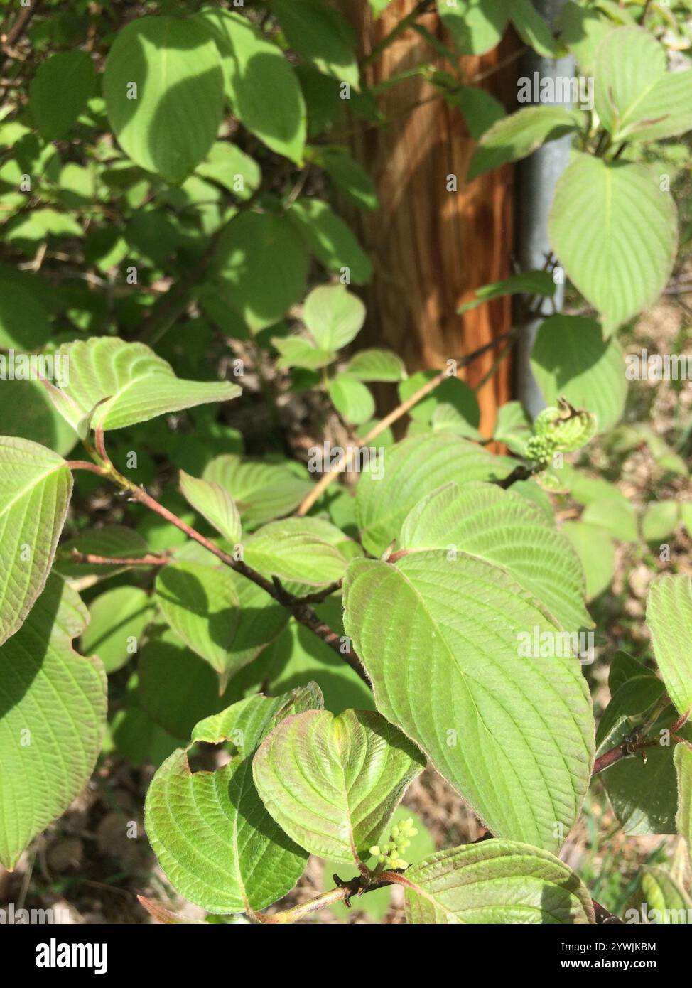 Round-leaved Dogwood (Cornus rugosa Stock Photo - Alamy