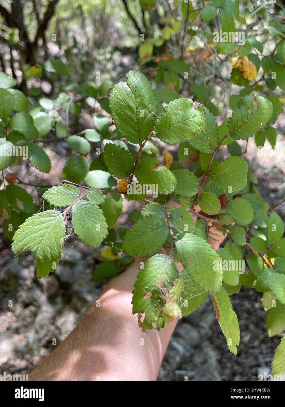 Cedar Elm (Ulmus crassifolia Stock Photo - Alamy