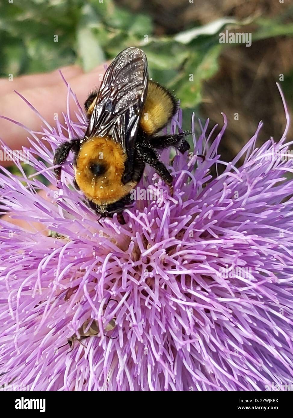 Nevada Bumble Bee (Bombus nevadensis Stock Photo - Alamy