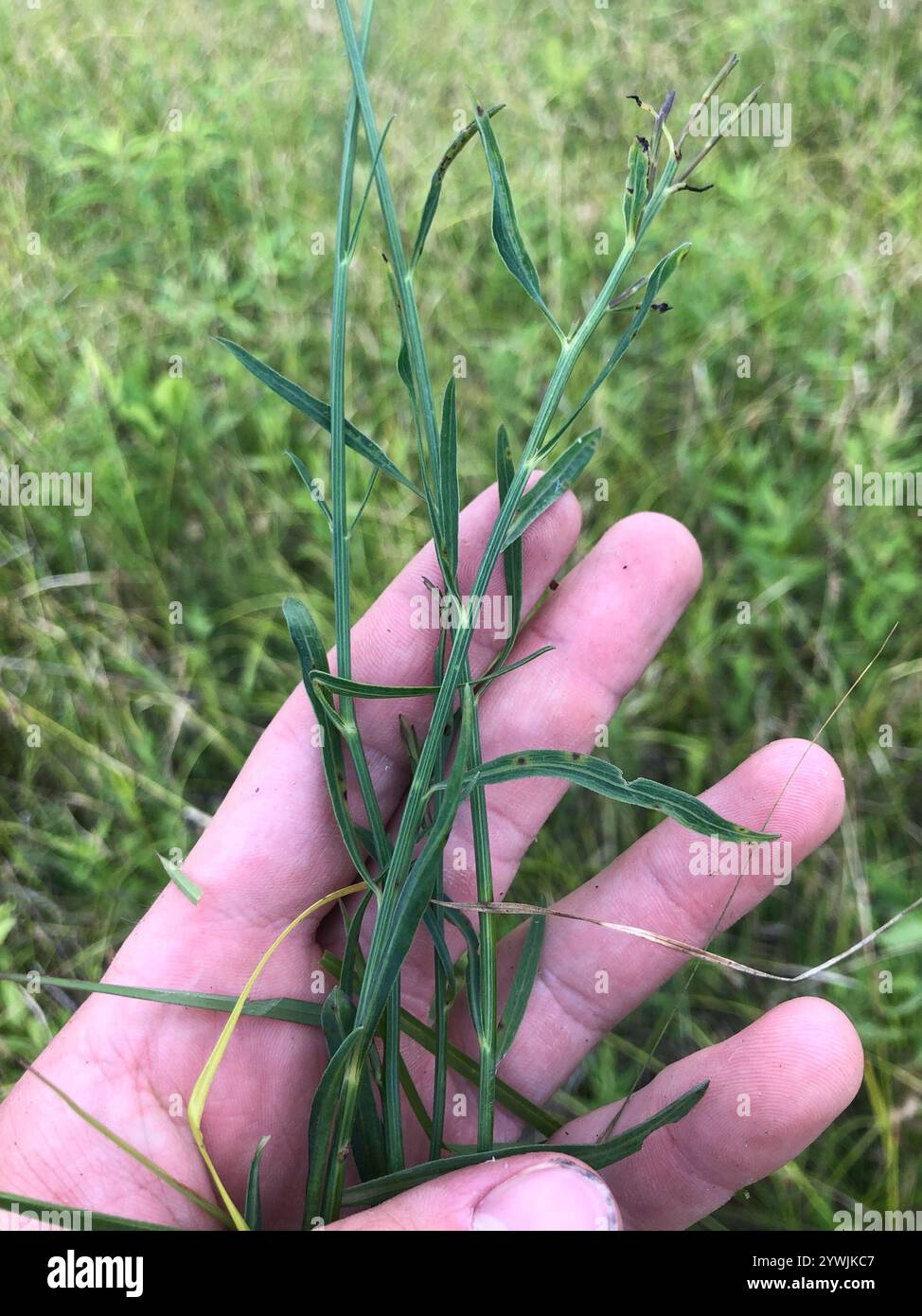 Smallhead Doll's Daisy (Boltonia diffusa Stock Photo - Alamy