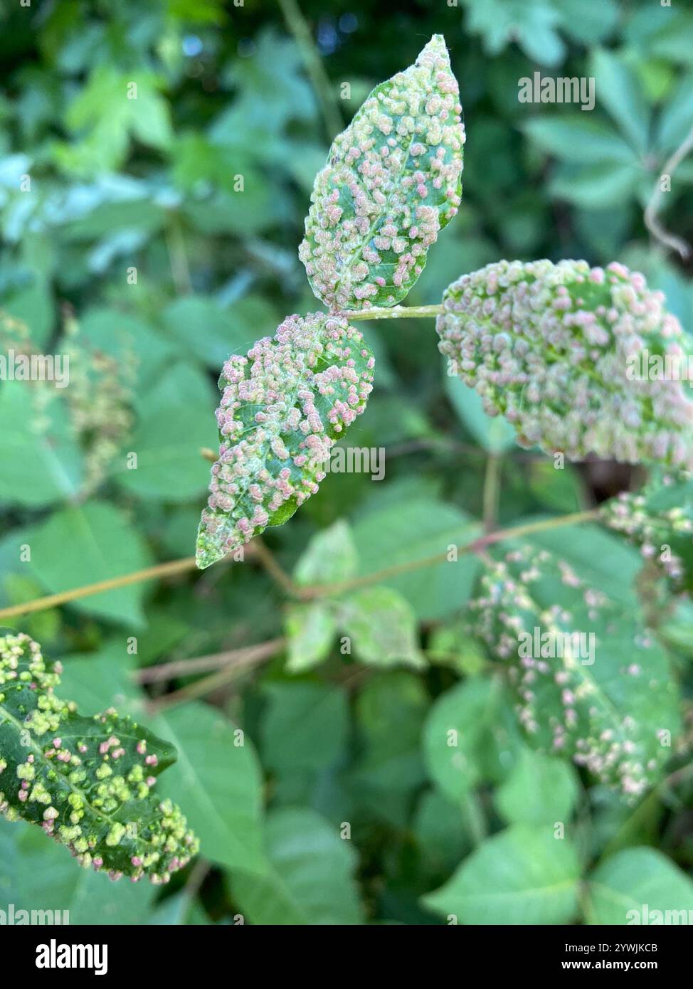 Poison Ivy Leaf Mite (Aculops rhois Stock Photo - Alamy