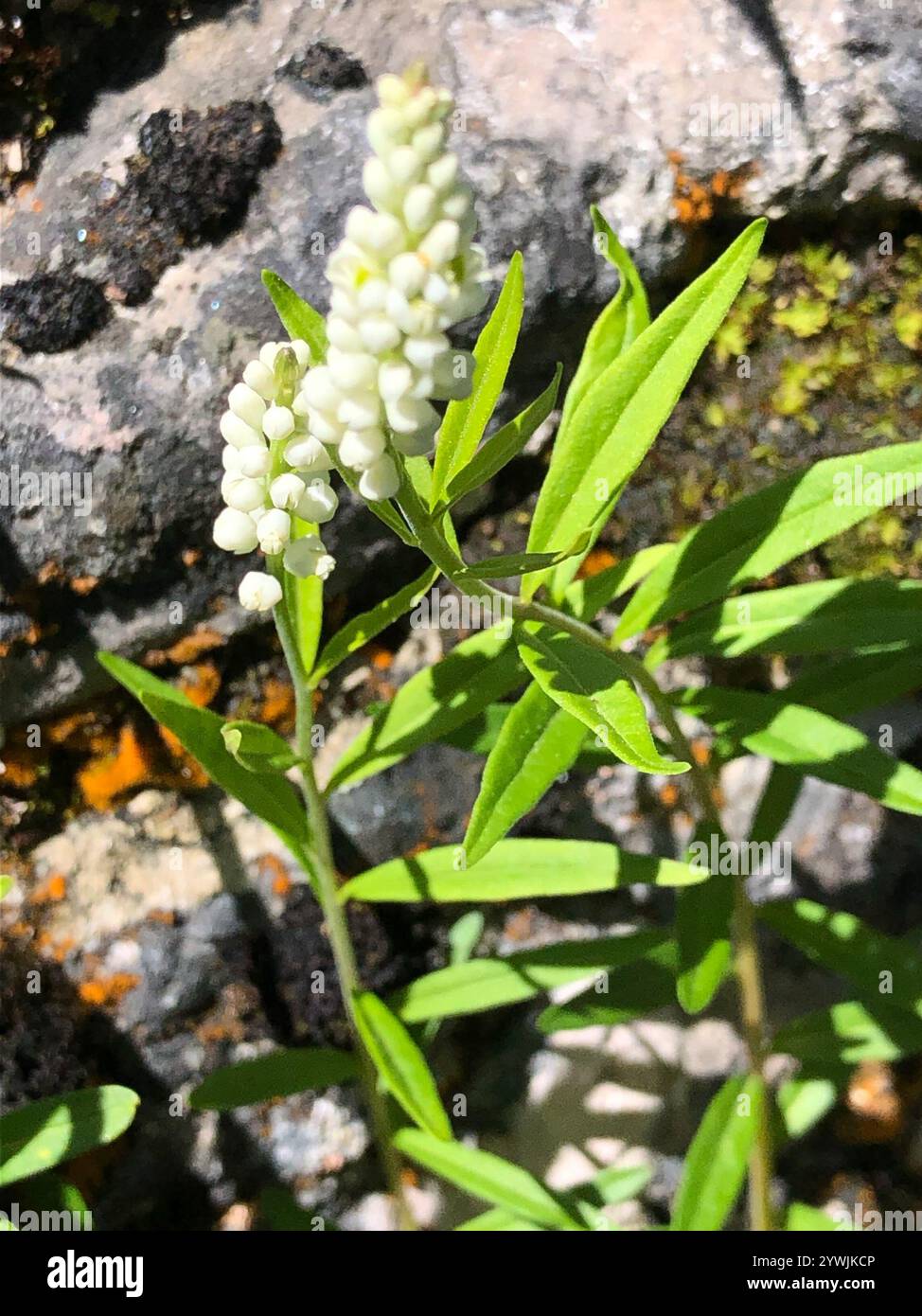 Senega snakeroot hi-res stock photography and images - Alamy