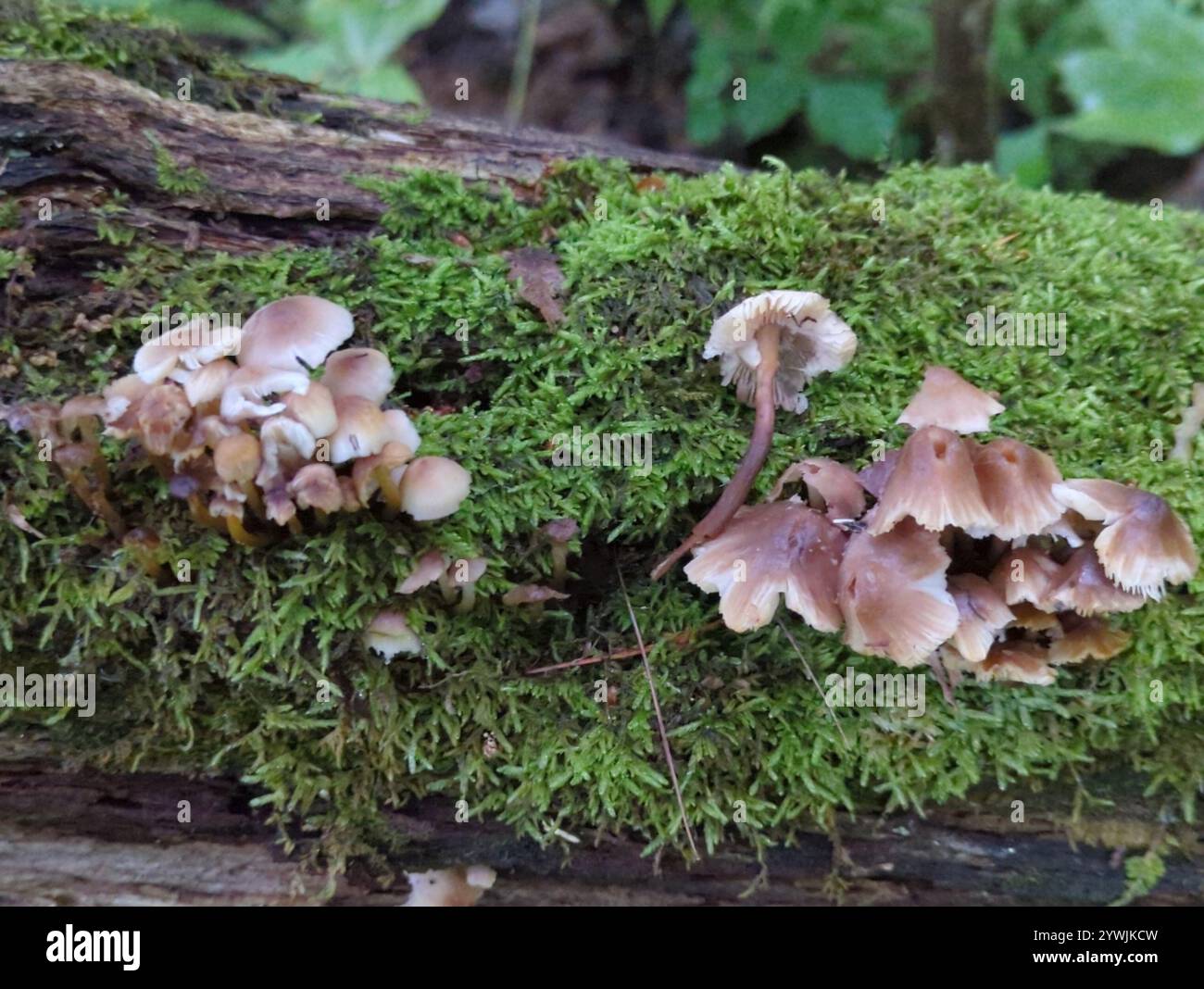 clustered bonnet (Mycena inclinata Stock Photo - Alamy
