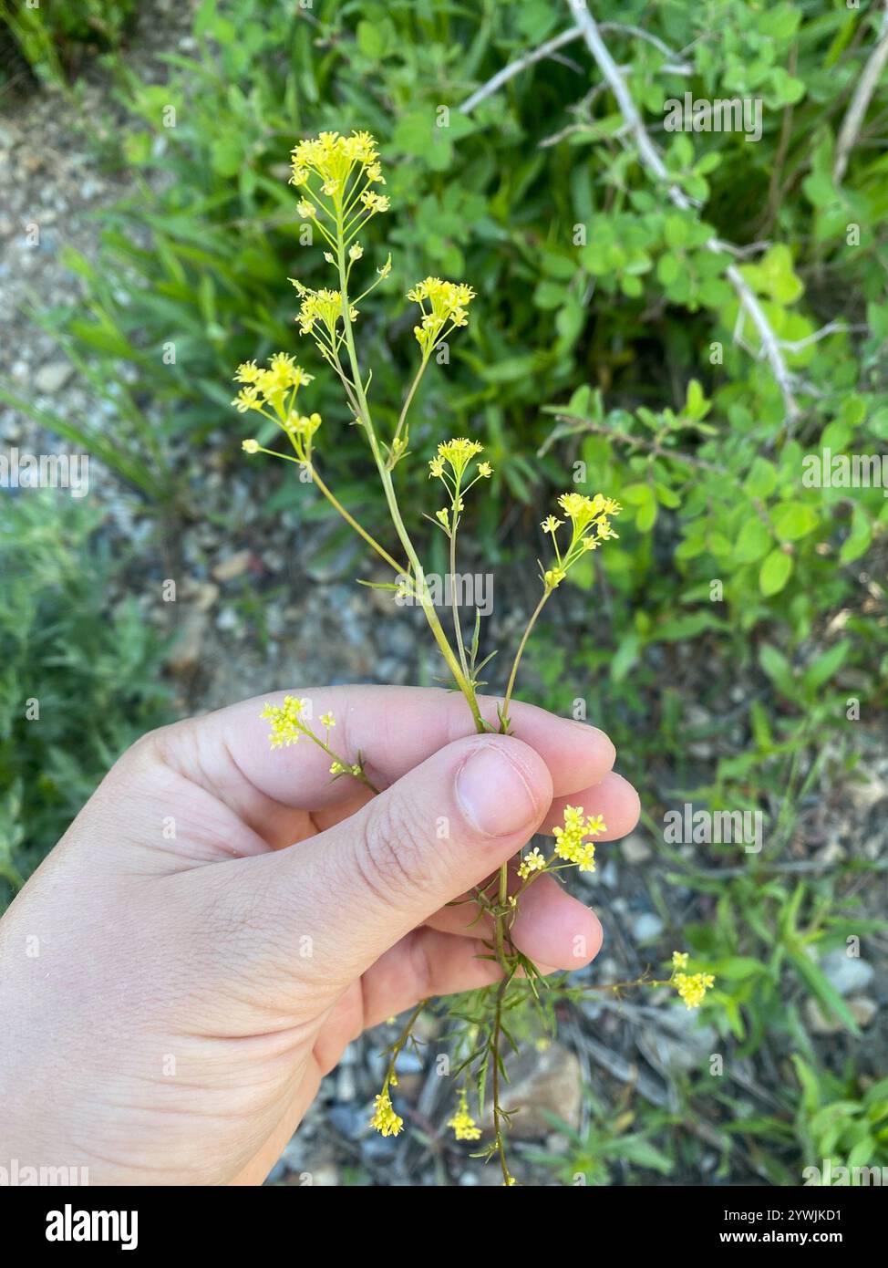 mustard family (Brassicaceae Stock Photo - Alamy