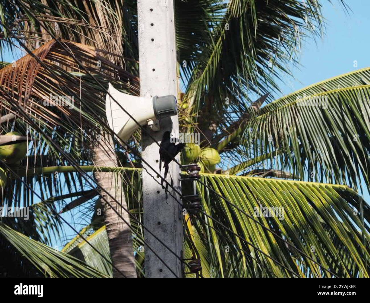 Greater Racket-tailed Drongo (Dicrurus paradiseus Stock Photo - Alamy