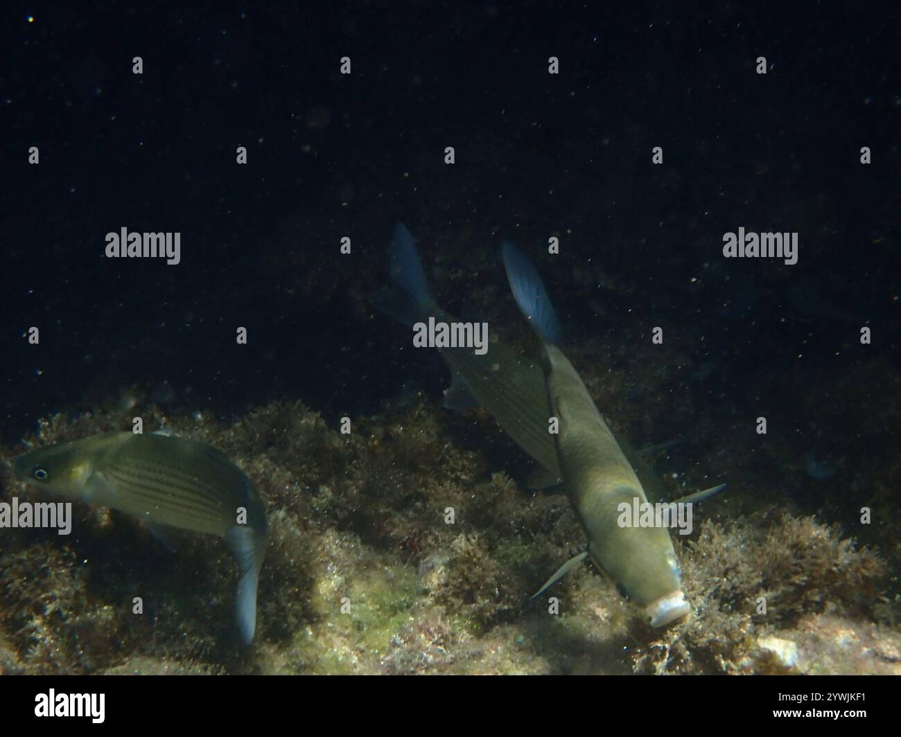 Thicklip Grey Mullet (Chelon labrosus Stock Photo - Alamy