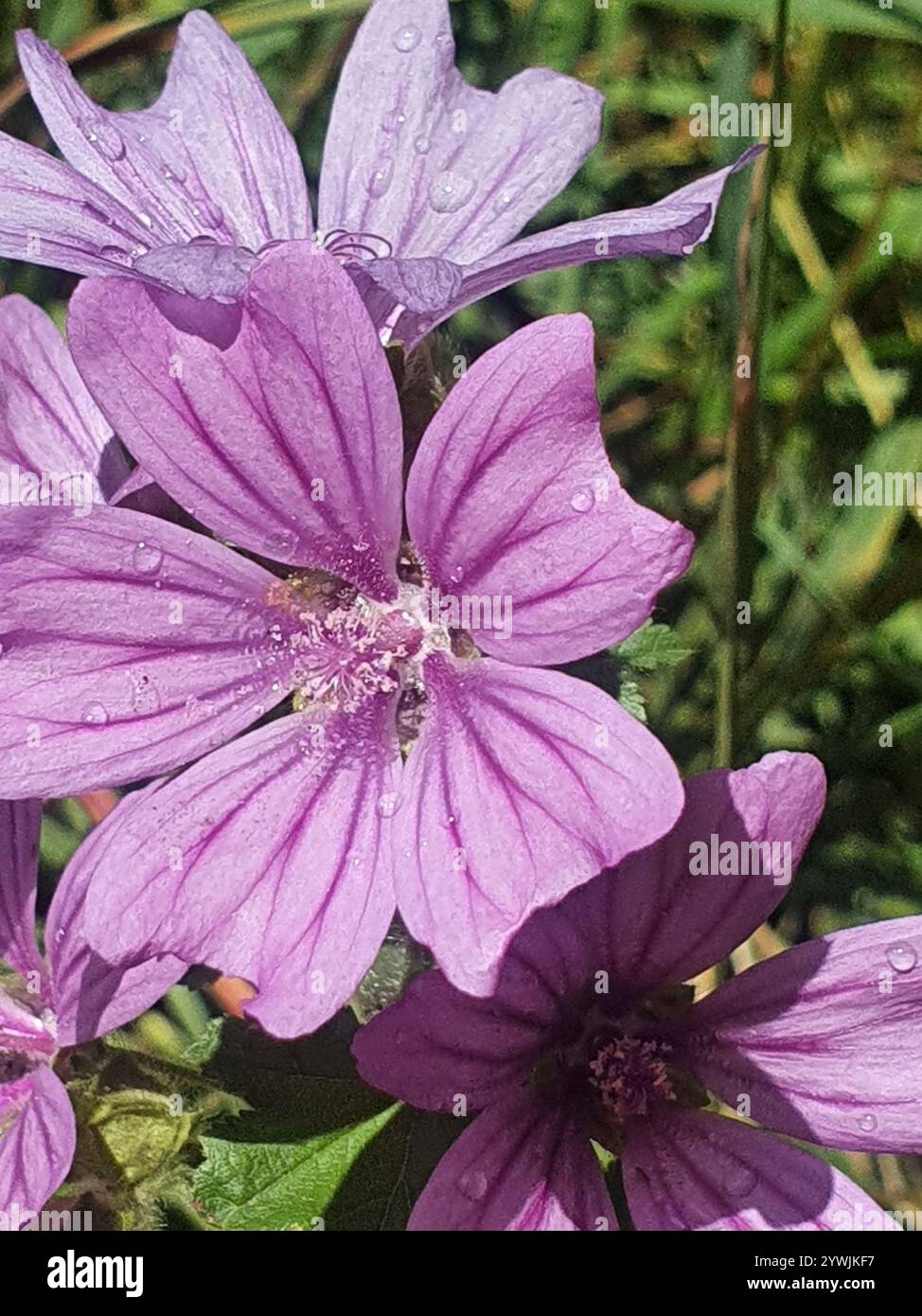 Common Mallow (Malva sylvestris Stock Photo - Alamy
