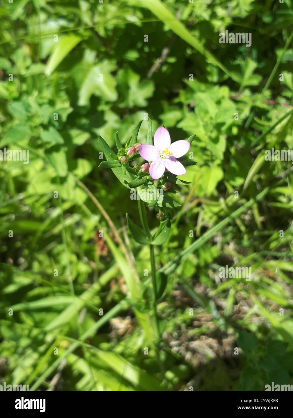 Common centaury (Centaurium erythraea Stock Photo - Alamy