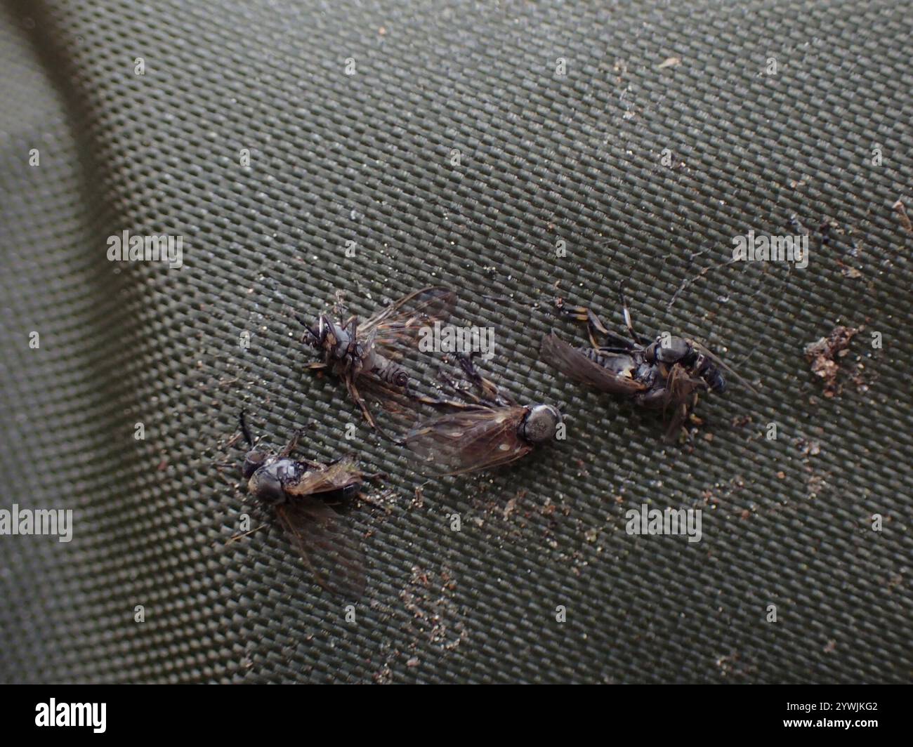 Black Flies (Simuliidae Stock Photo - Alamy