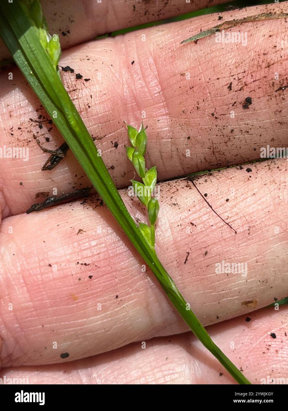 Carex sect. Paniceae (Paniceae Stock Photo - Alamy