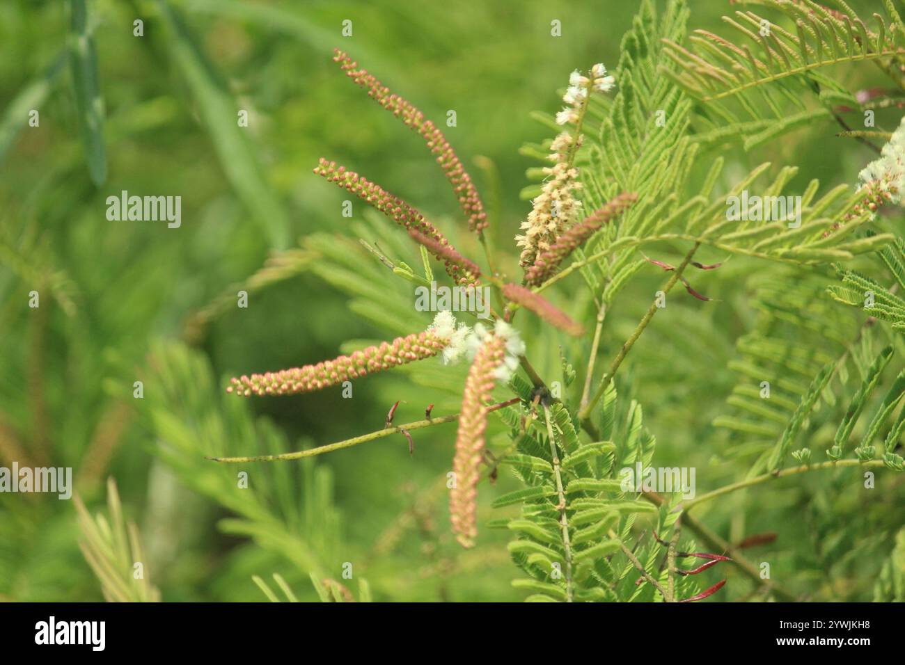 Catechu (Senegalia catechu Stock Photo - Alamy