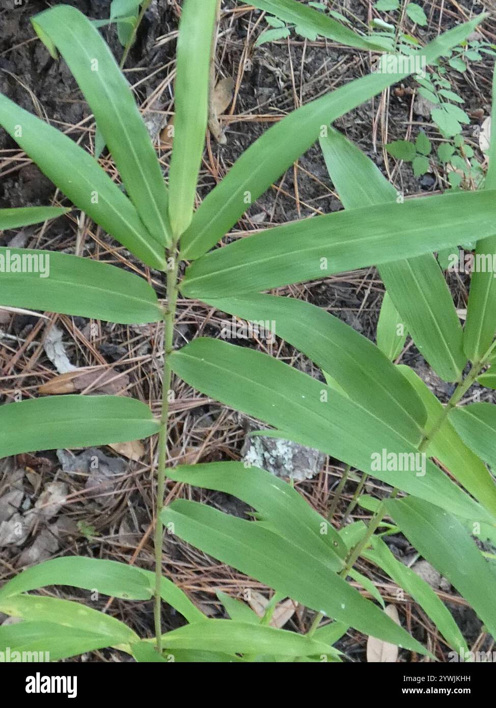 switch cane (Arundinaria tecta Stock Photo - Alamy