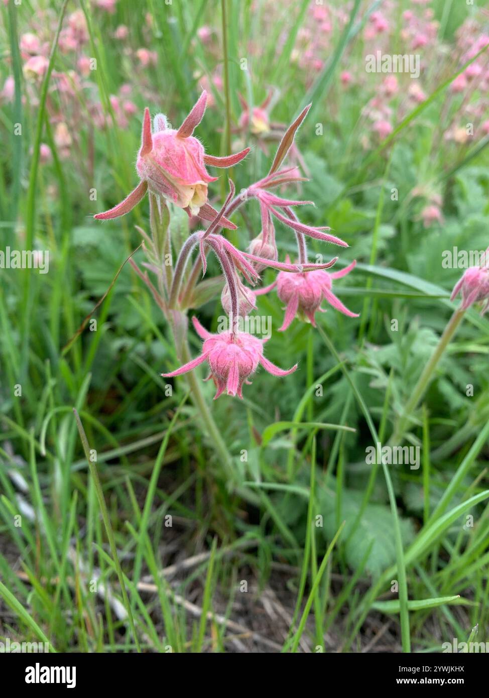 prairie smoke (Geum triflorum Stock Photo - Alamy