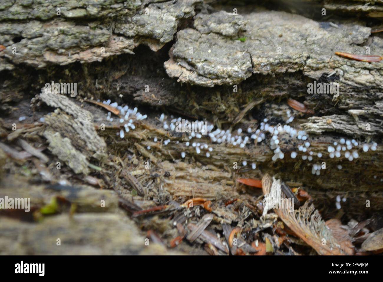 slime molds (Mycetozoa Stock Photo - Alamy