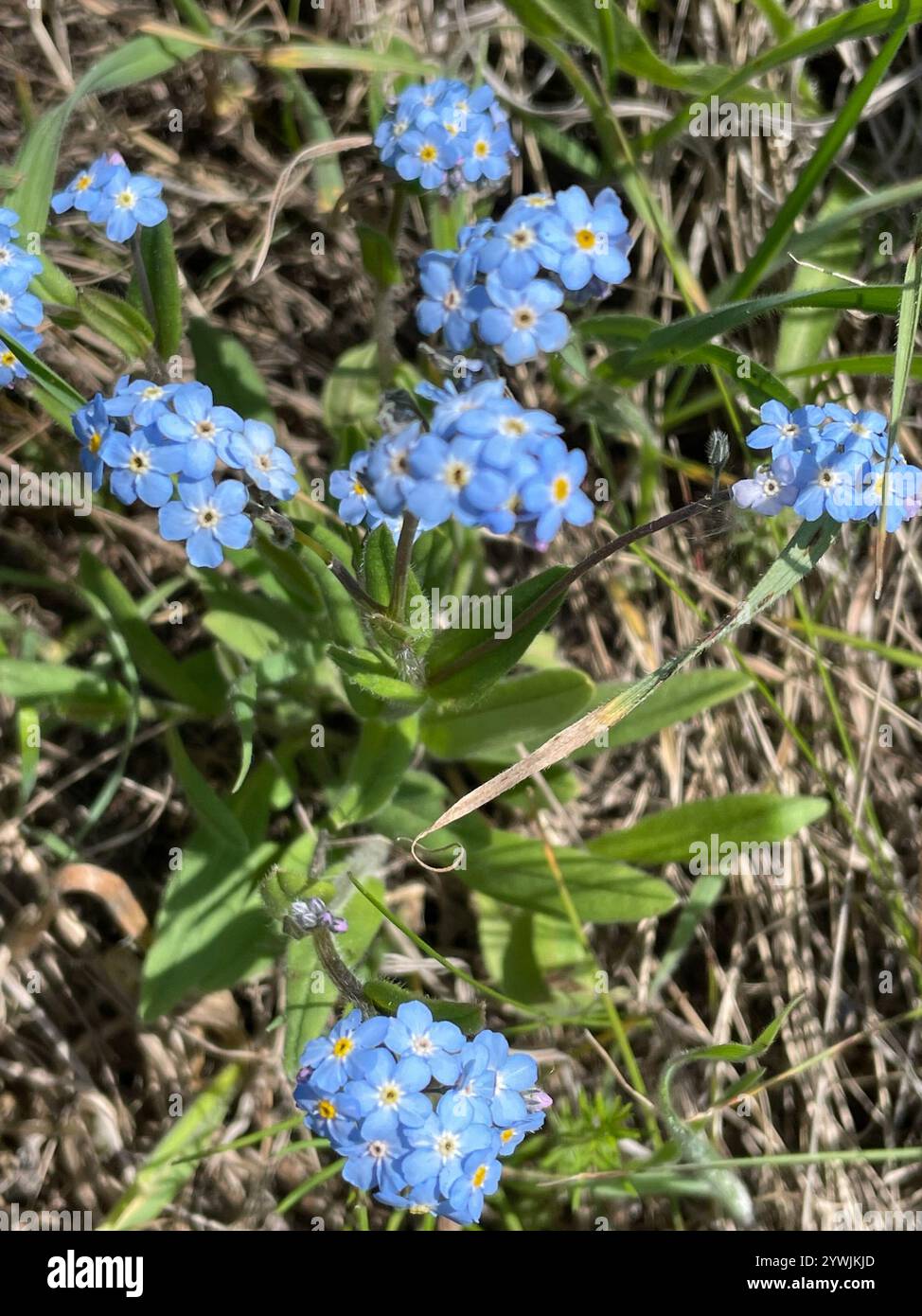 Alpine forget-me-not (Myosotis alpestris Stock Photo - Alamy